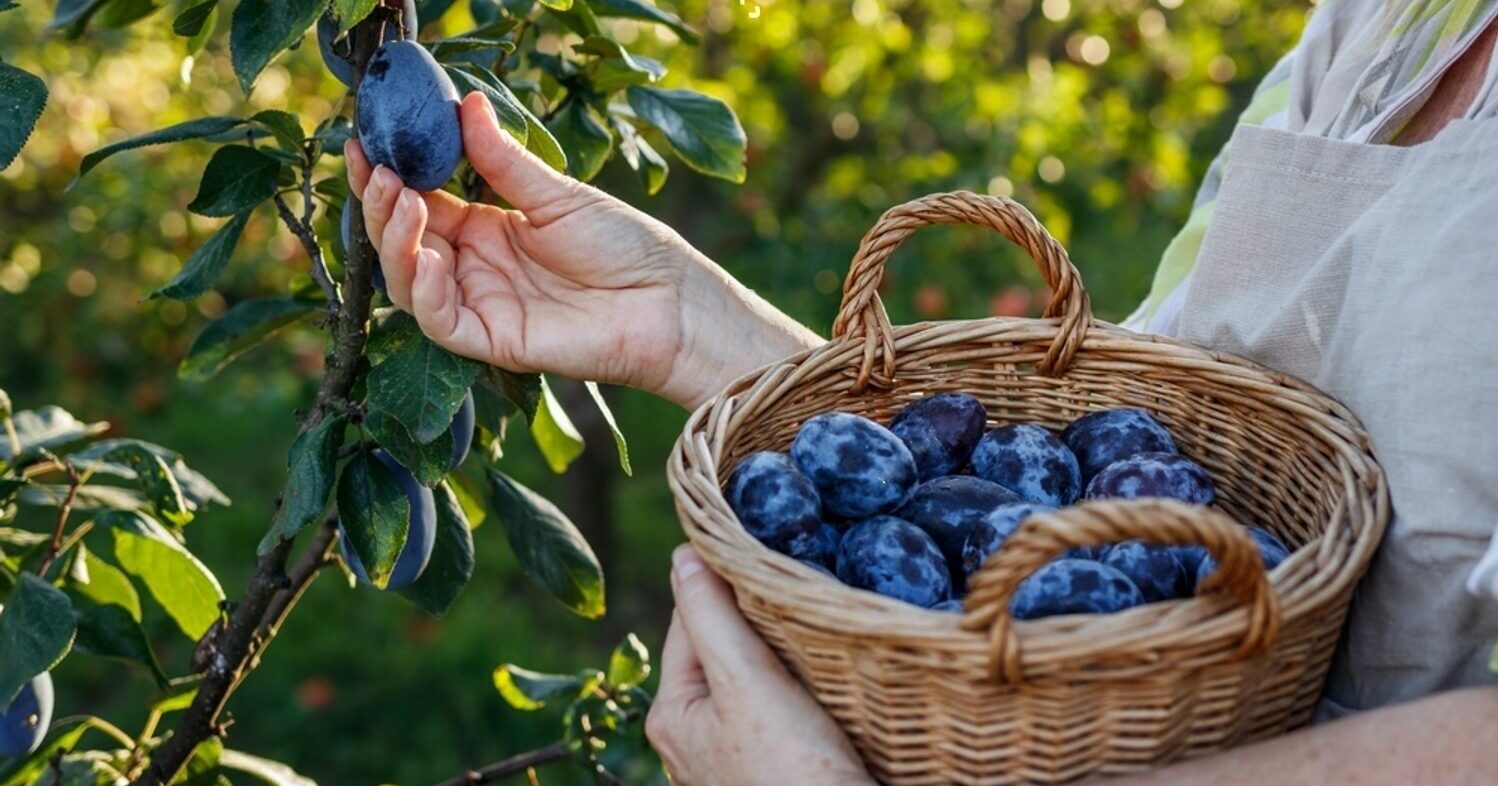 East Fruits - Produse biologice de calitate priemium